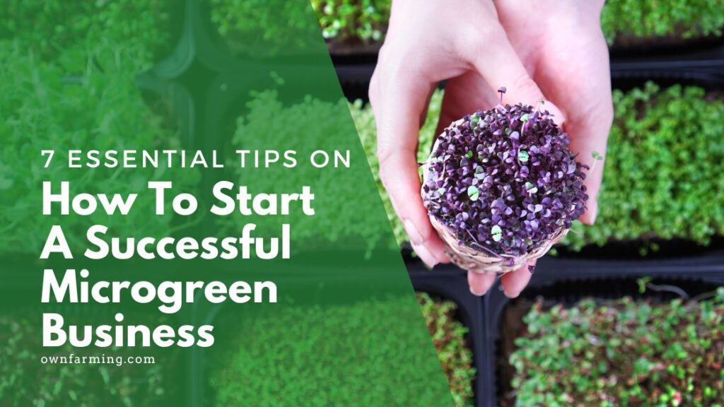 Microgreen Business And Farming - OwnFarming.com