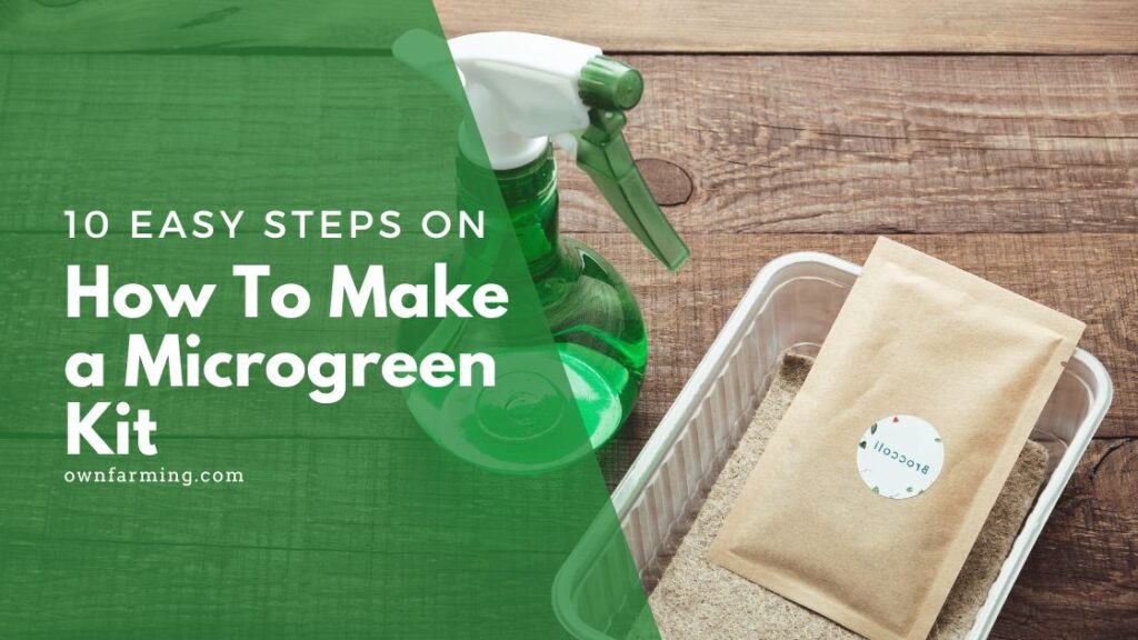 10 Easy Steps On How To Make A Microgreen Kit