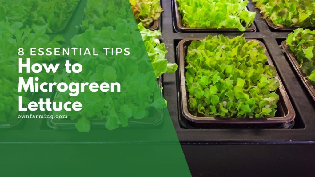 How To Microgreen Lettuce: 8 Essential Tips For Vibrant, Healthy Greens