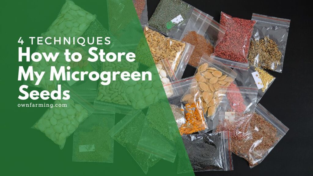 Starting Up A Microgreen Farm: 6 Key Steps For A Thriving Green Venture