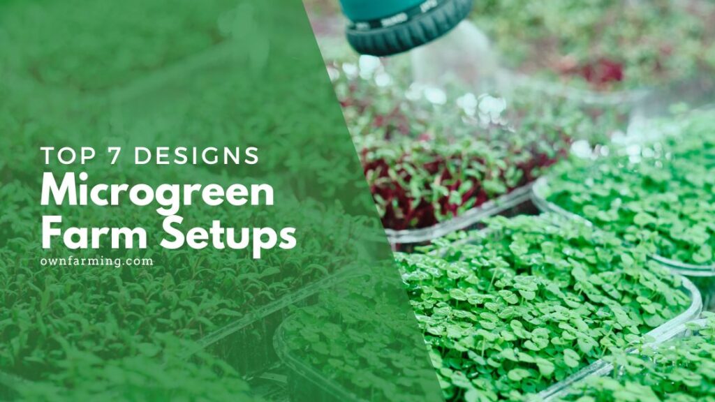 Starting Up A Microgreen Farm: 6 Key Steps For A Thriving Green Venture