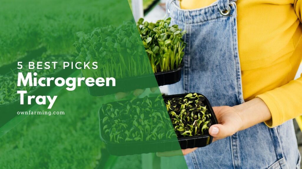 Starting Up A Microgreen Farm: 6 Key Steps For A Thriving Green Venture